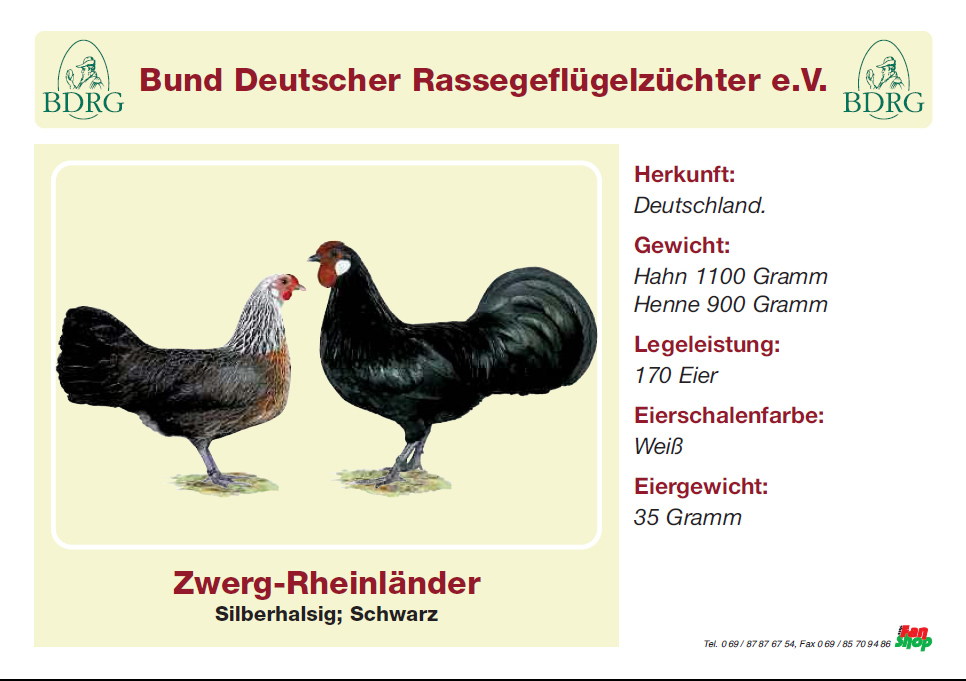 Zwerg-Rheinländer