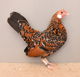 Bantam