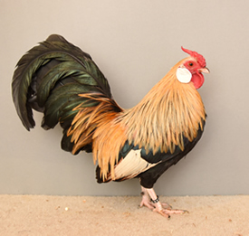 Bantam