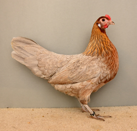 Deutsche Zwerghühner