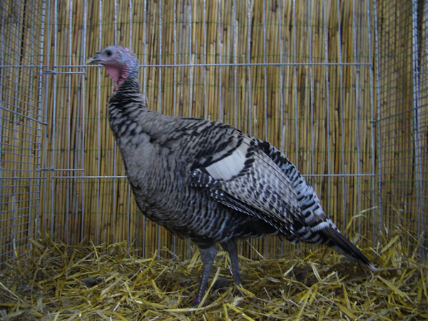 Puten